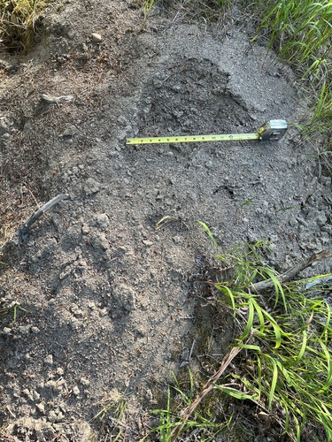 Black Bear Tracks – NatureTracking