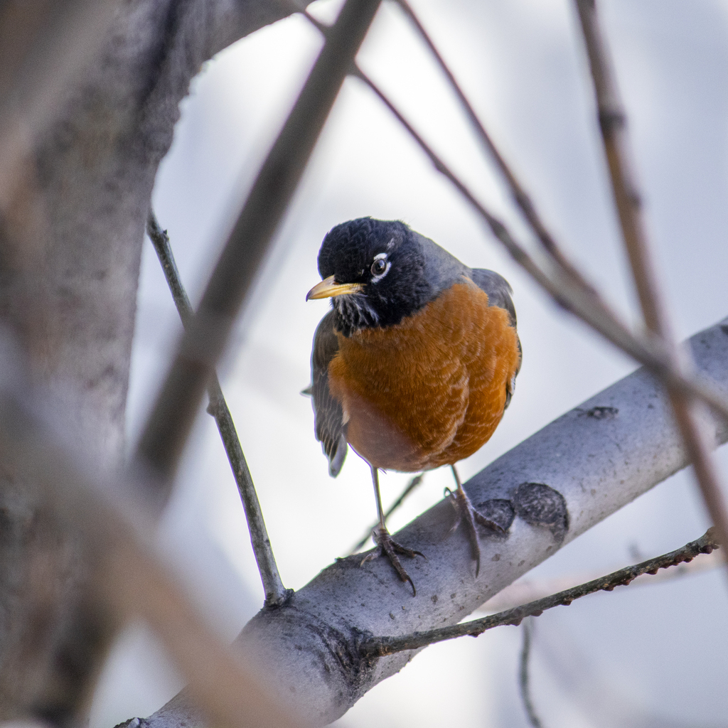 American Robin from Chimalcoyoc, Ciudad de México, CDMX, México on ...