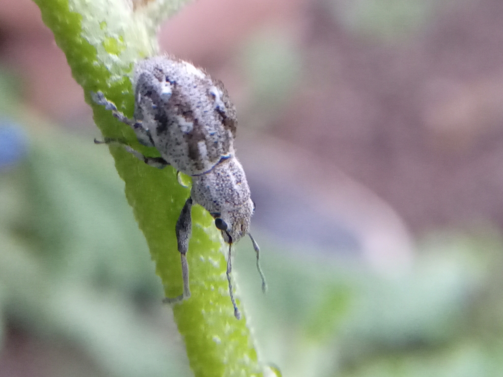 Pantomorus albosignatus from 78933 S.L.P., México on July 11, 2024 at ...