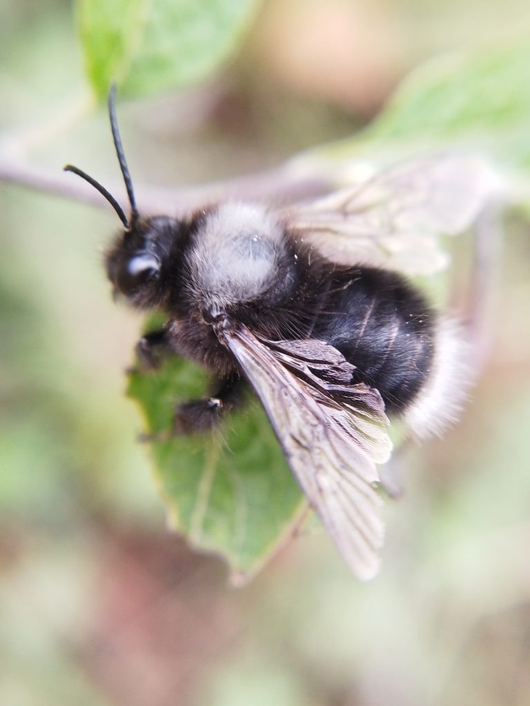 Gray-backed Bumble Bee from Latacunga, EC-CT, EC on July 11, 2024 at 10 ...