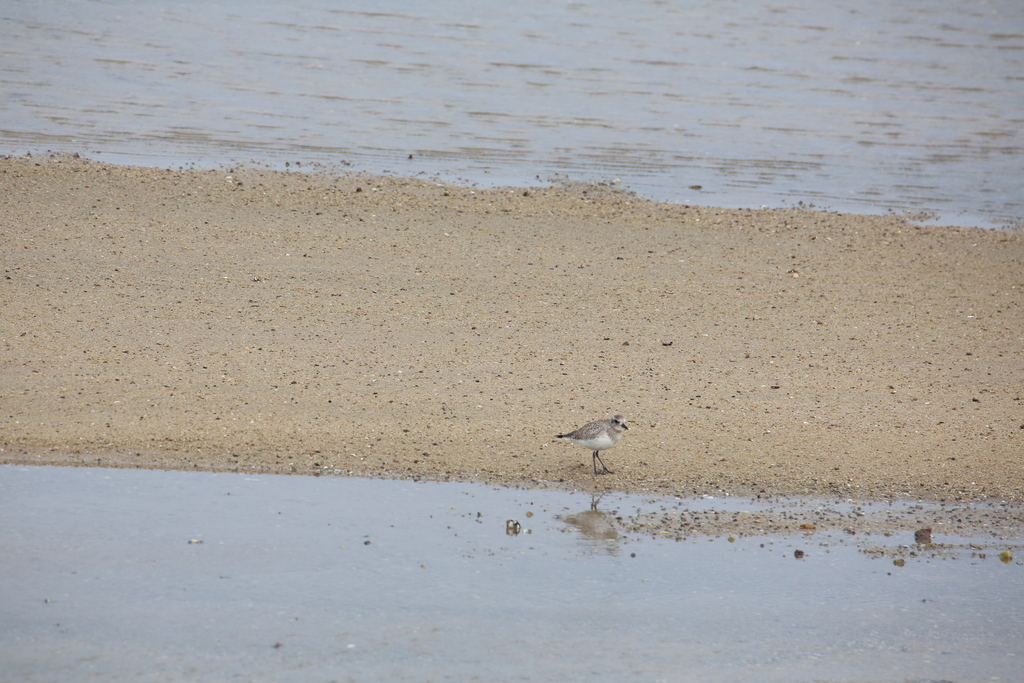Black-bellied Plover in January 2023 by 張哲綸（Che-Lun Chang）. https ...