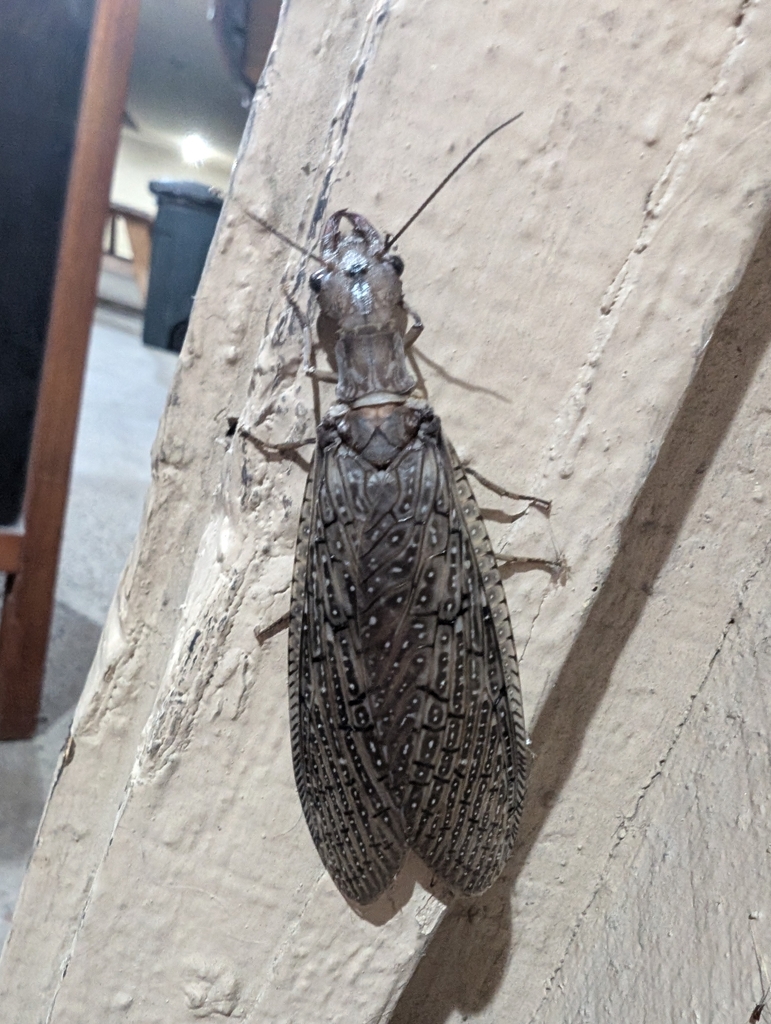 Western Dobsonfly from West Saticoy, Ventura, CA 93004, USA on July 10 ...