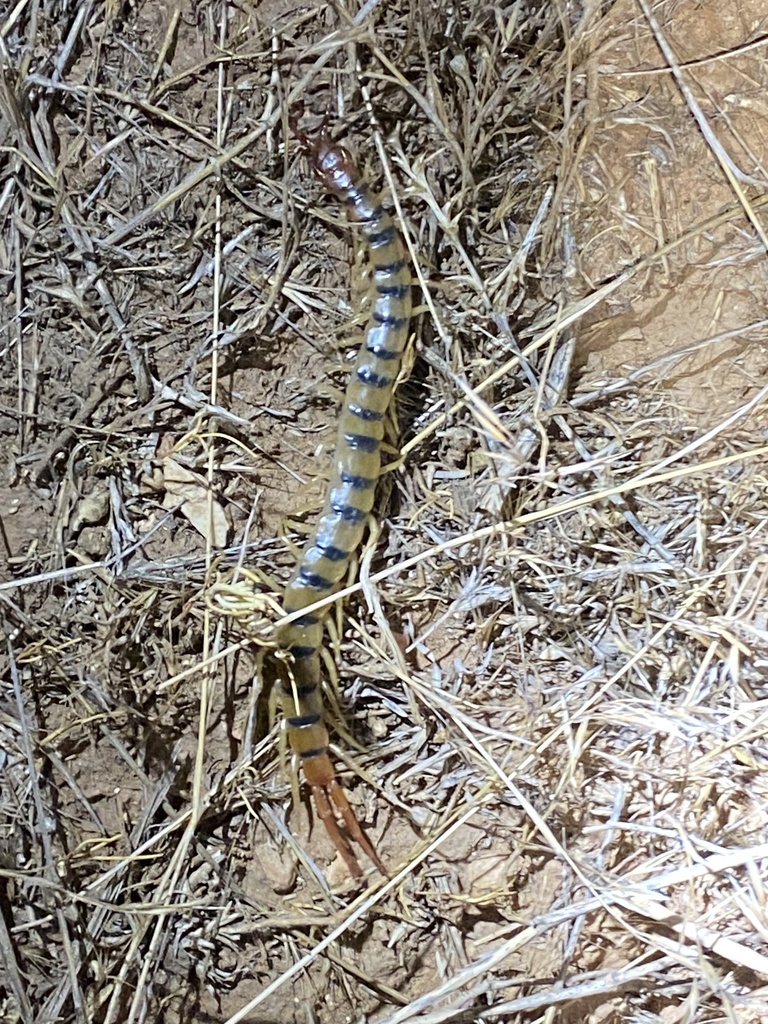 Common Desert Centipede from Baaj Nwaavjo I'tah Kukveni – Ancestral ...