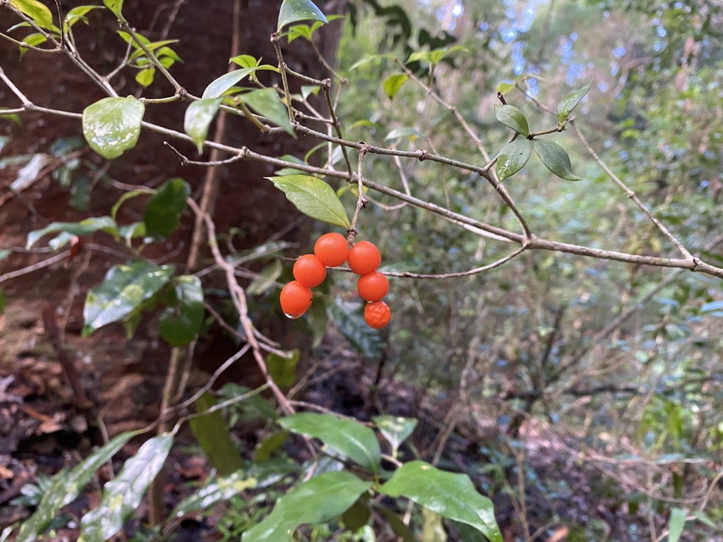 Chain Fruit from K'Gari (Fraser Island) Recreation Area, Eurong, QLD ...
