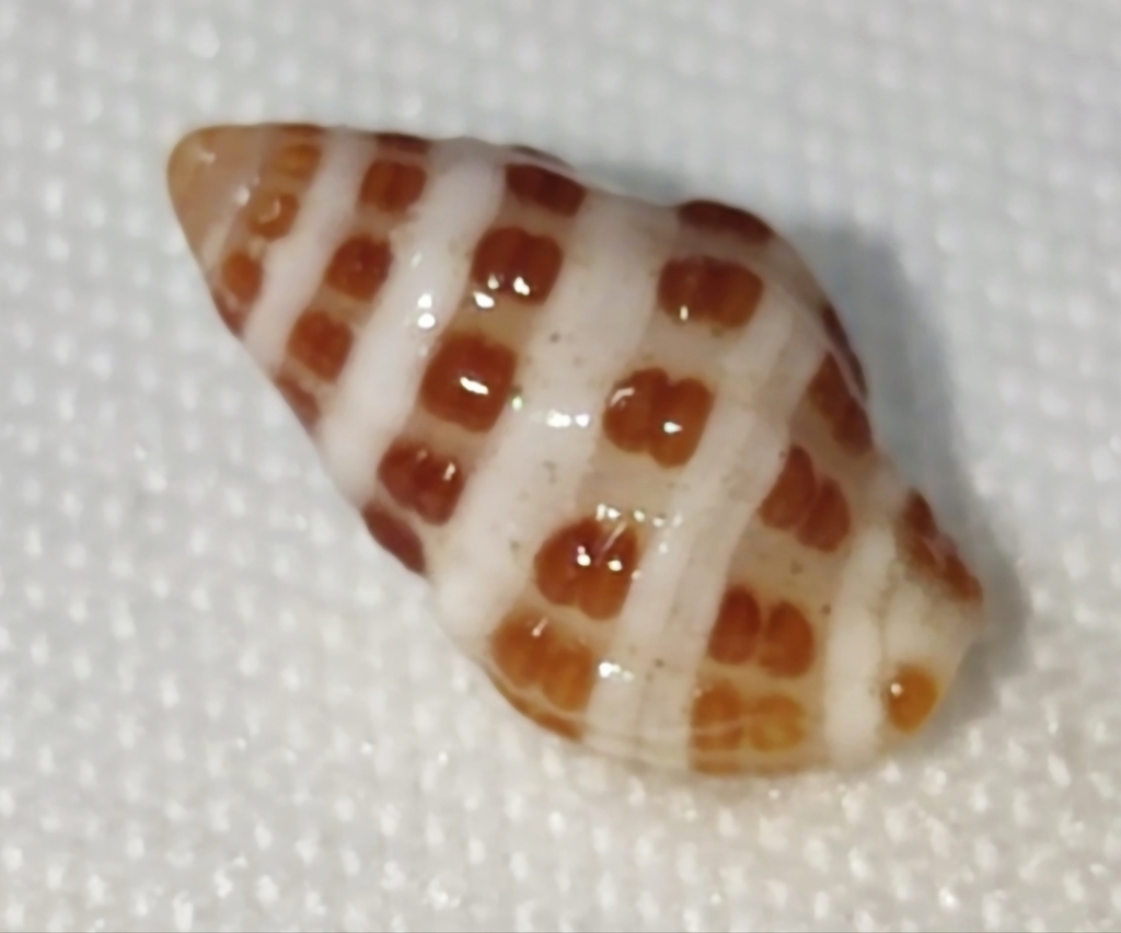 Engina in July 2024 by Kati Eschweiler · iNaturalist