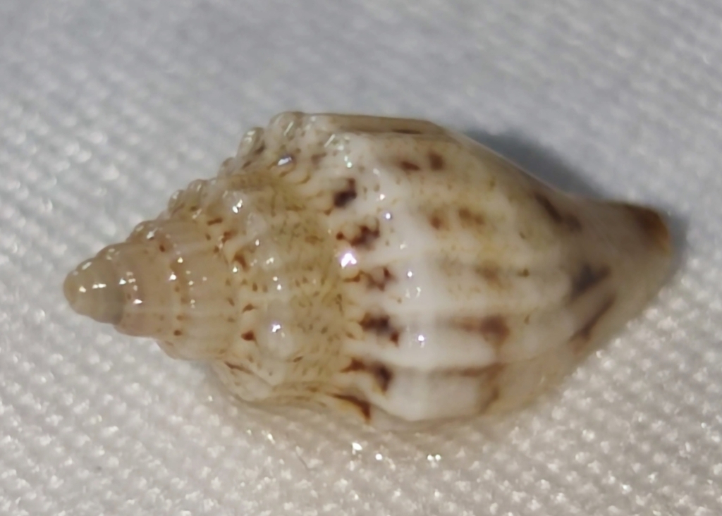 Labiate Stromb in July 2024 by Kati Eschweiler · iNaturalist