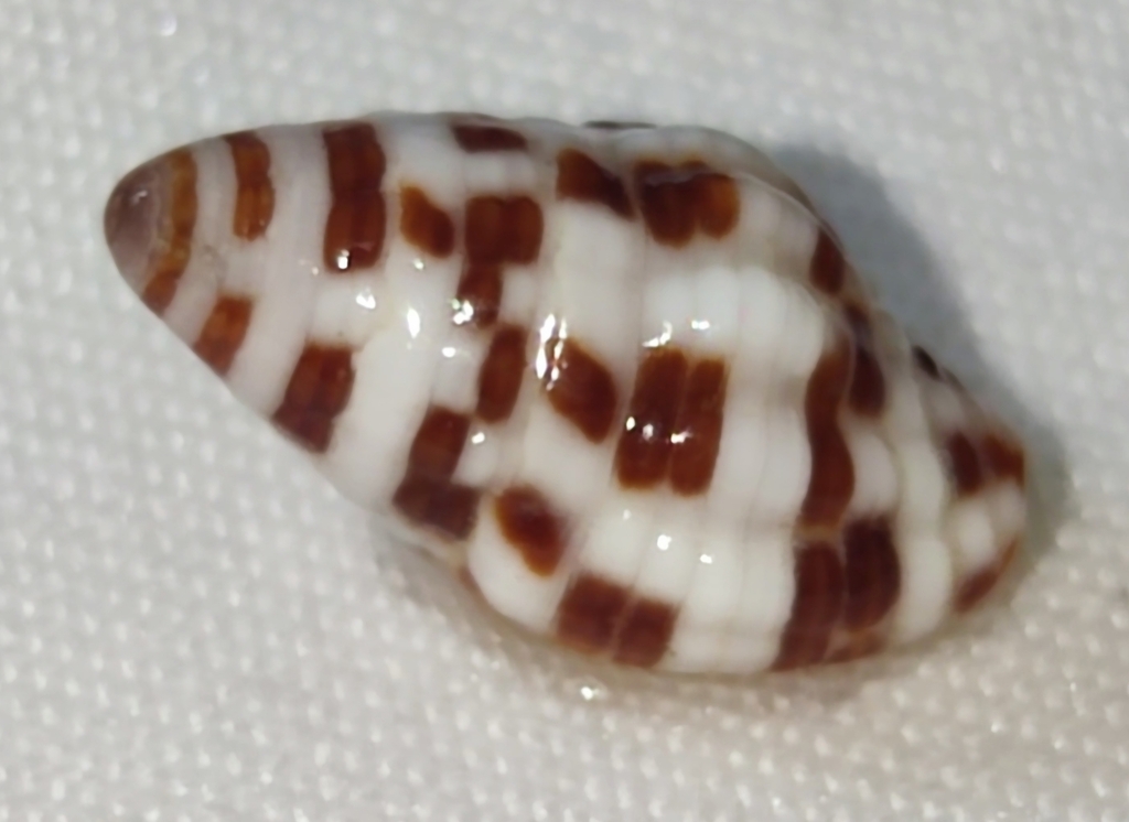 Engina zonalis in July 2024 by Kati Eschweiler · iNaturalist