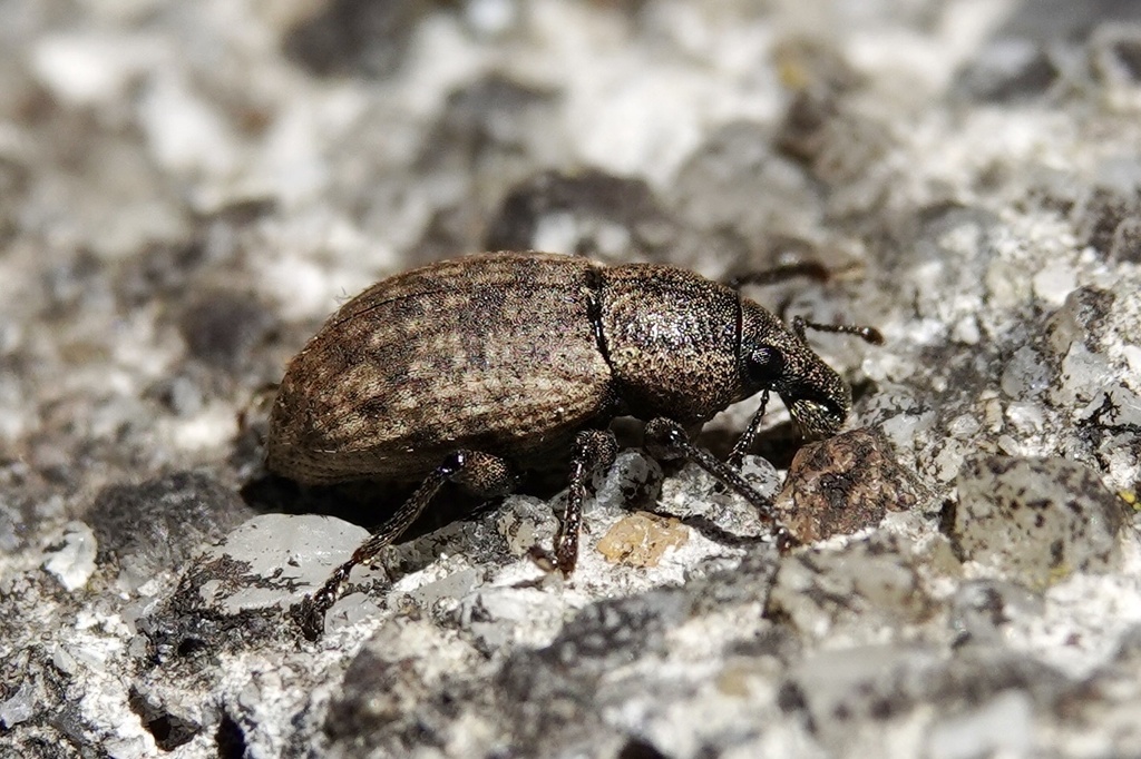 Ground Weevil from 5. května, Plesná, 41, CZ on July 8, 2024 at 11:21 ...
