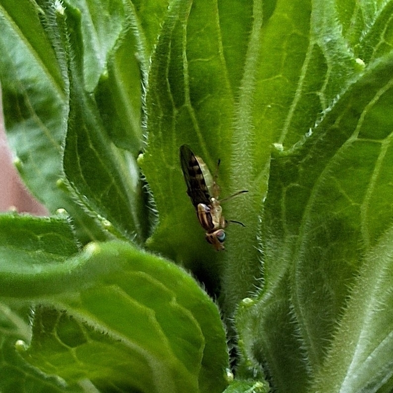 Grass Flies in July 2024 by Holly Pringle · iNaturalist