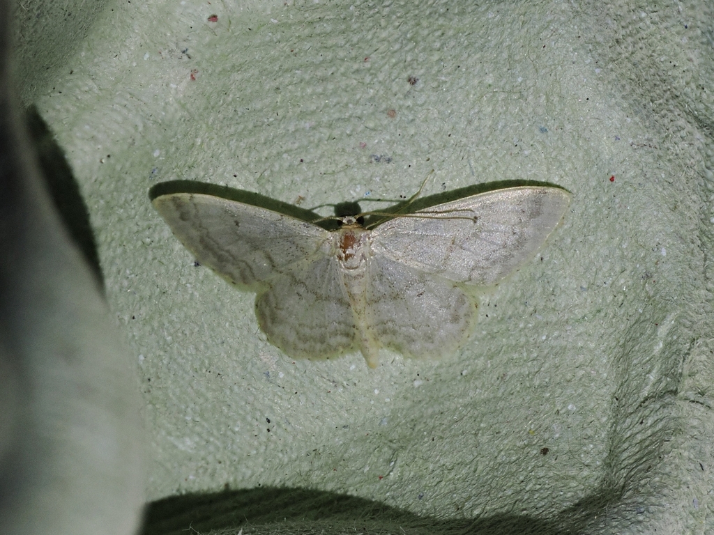 Small Fan-footed Wave from North Baddesley, Southampton SO52 9LP, UK on ...