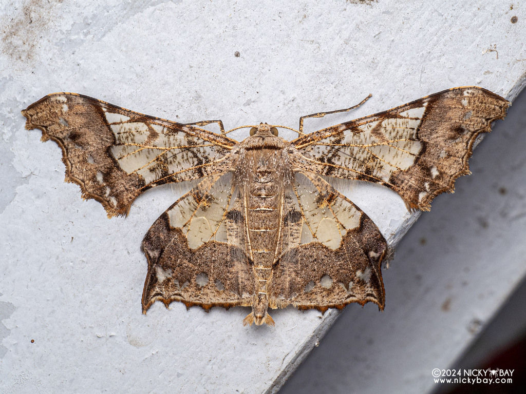 Krananda semihyalina from Jalan Peninjau, Bukit Fraser, 49000 Bukit ...
