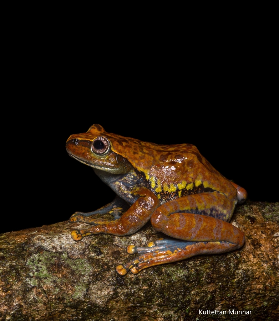 Large Ghats Tree Frog from Devikulam, Kerala 685613, India on October 8 ...