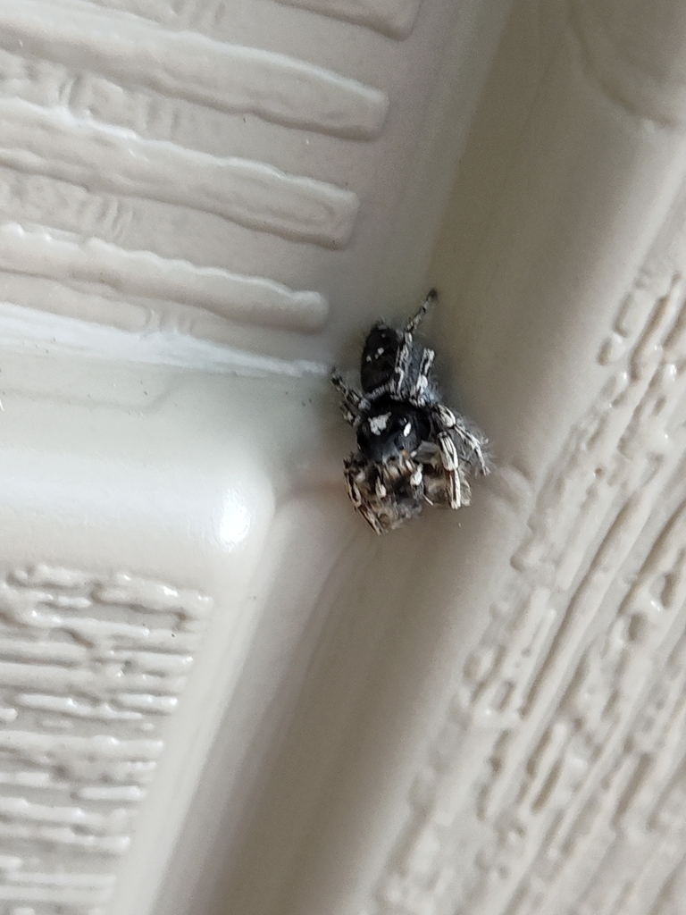 Putnam's Jumping Spider from Hollywood Park, Chicago, IL, USA on July ...