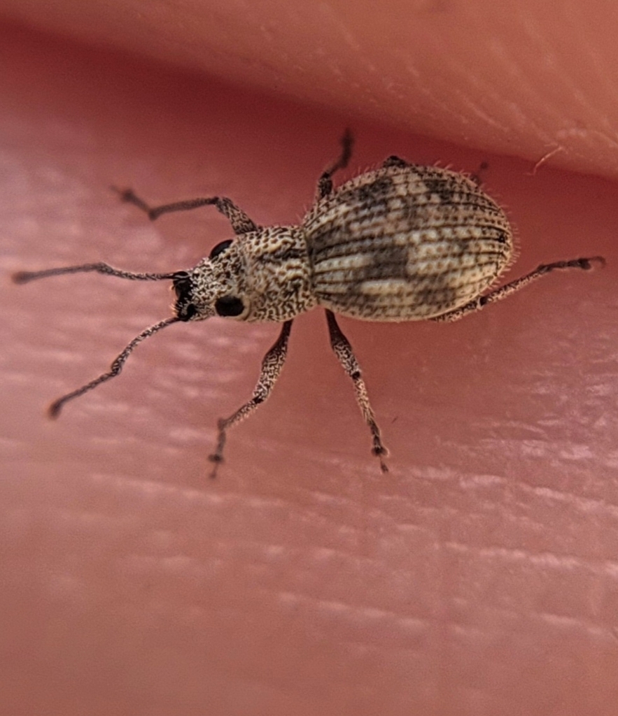 Imported Long-horned Weevil from Peru on July 12, 2024 at 08:27 AM by ...