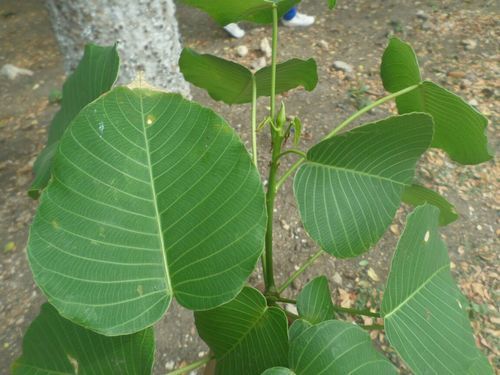 Jabilla (Plantas del parque de la marina)#N# · iNaturalist