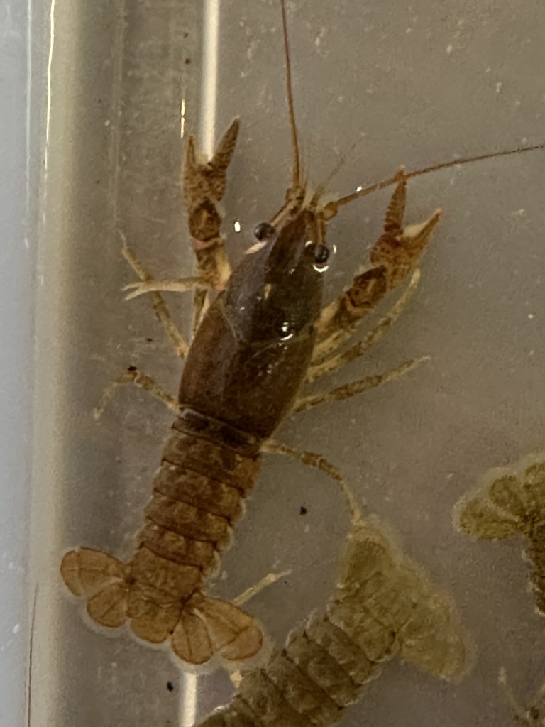 Virile Crayfish from Macbeth Bay, Huron Shores, ON, CA on July 12, 2024 ...