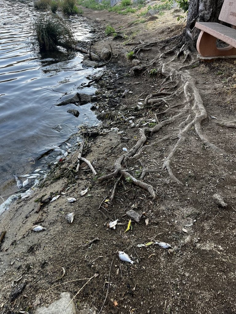 Tule Perch from Lake Gregory Regional Park, Crestline, CA, US on July ...
