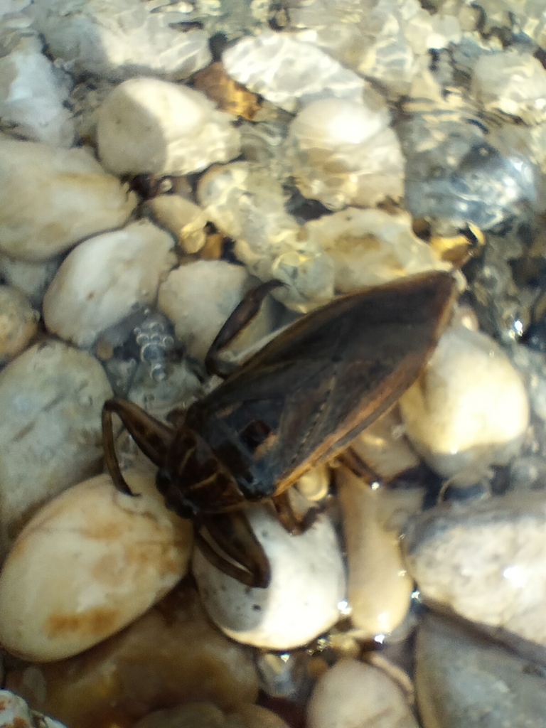 Indo-East Mediterranean Giant Water Bug from Epirus, Epirus and Western ...