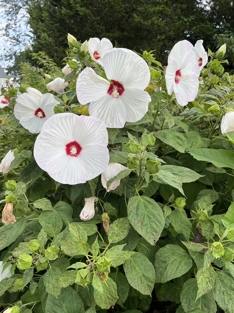 swamp rose mallow from Mason, OH, US on July 12, 2024 at 01:55 PM by ...
