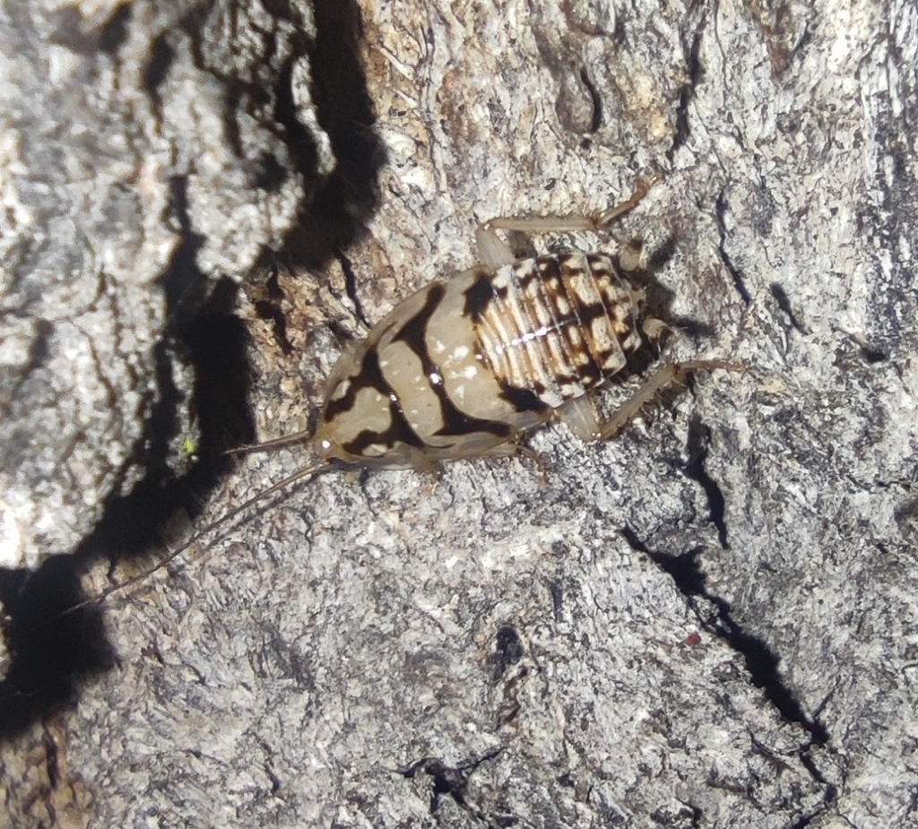 Allacta from Hazeldean QLD 4515, Australija on July 12, 2024 at 09:24 ...