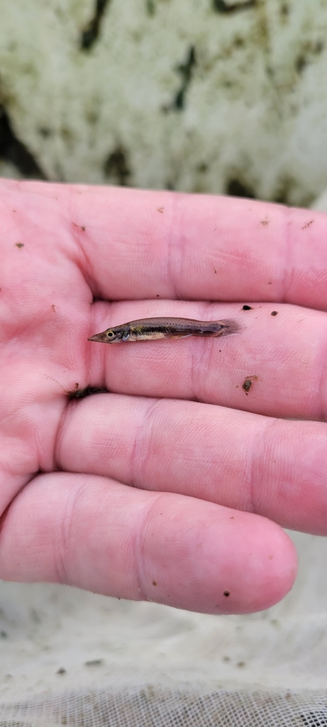 Pike Topminnow from Florida City, FL 33034, USA on July 12, 2024 at 09: ...