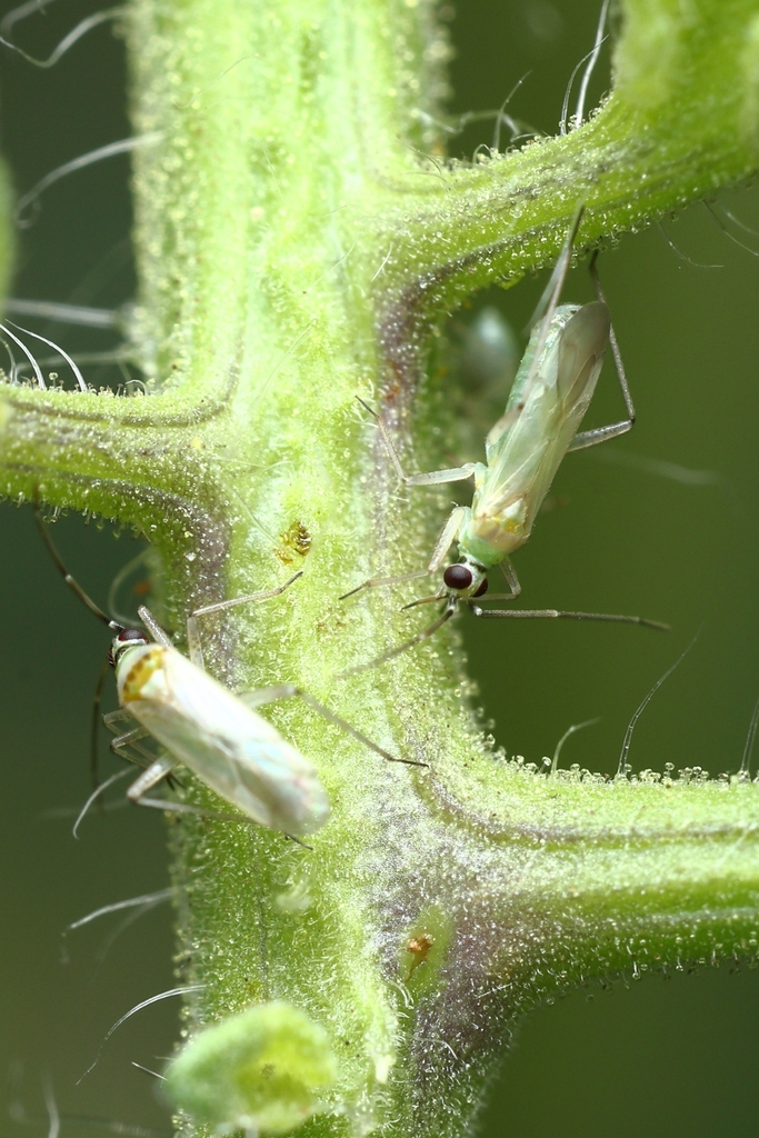 Tomato Bug in July 2024 by Lane Nielson · iNaturalist