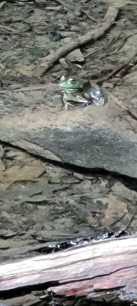 American Bullfrog from LaSalle County, Illinois and Michigan Canal ...