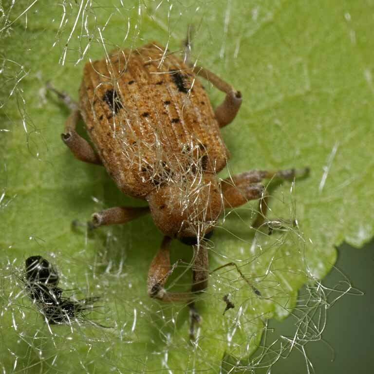 Phelypera distigma from San Pedro Pochutla, Oax., Mexico on July 12 ...