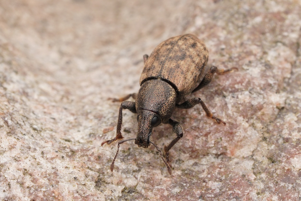 Ground Weevil from Gardermoen, Norway, Ullensaker Municipality, 노르웨이 on ...