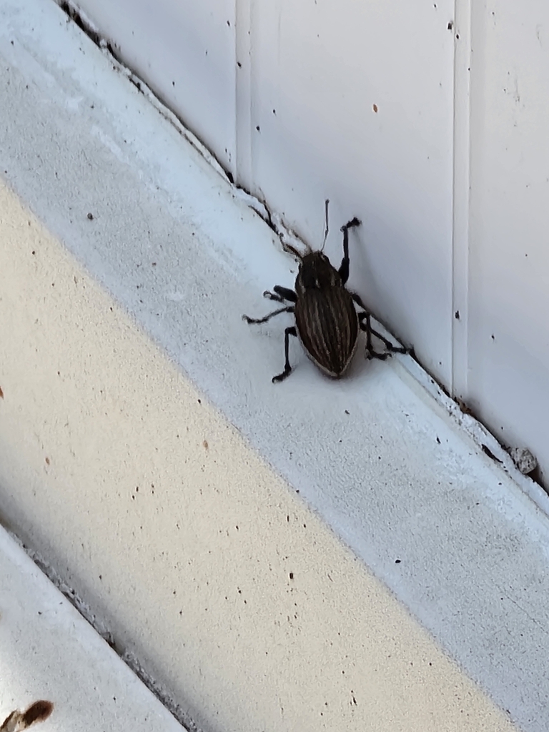 White-fringed weevil from Columbia, MO, USA on July 12, 2024 at 04:03 ...