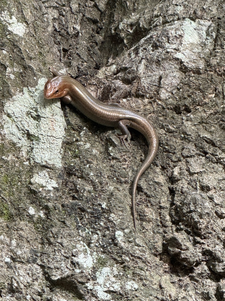 Broad-headed Skink from Carolina Beach State Park, Carolina Beach, NC ...