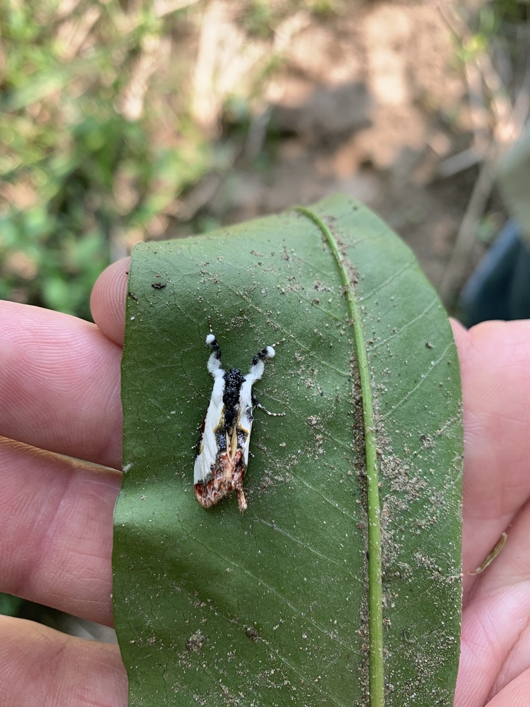 Pearly Wood-nymph from 4420 Spring Grove Ave, Cincinnati, OH, US on ...