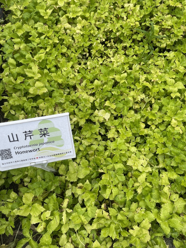 Java water-dropwort from 象山公園, 信義區, TPE, TW on July 13, 2024 at 08:23 ...