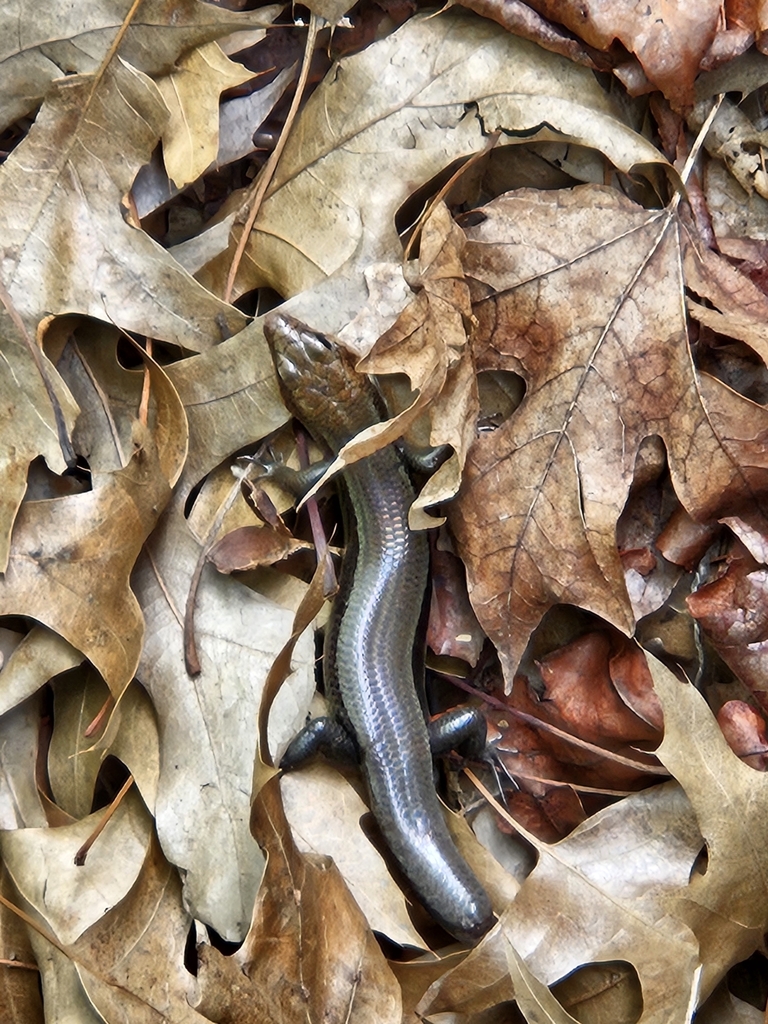 Common Five-lined Skink from Greystone Estates, Lenexa, KS 66216, USA ...