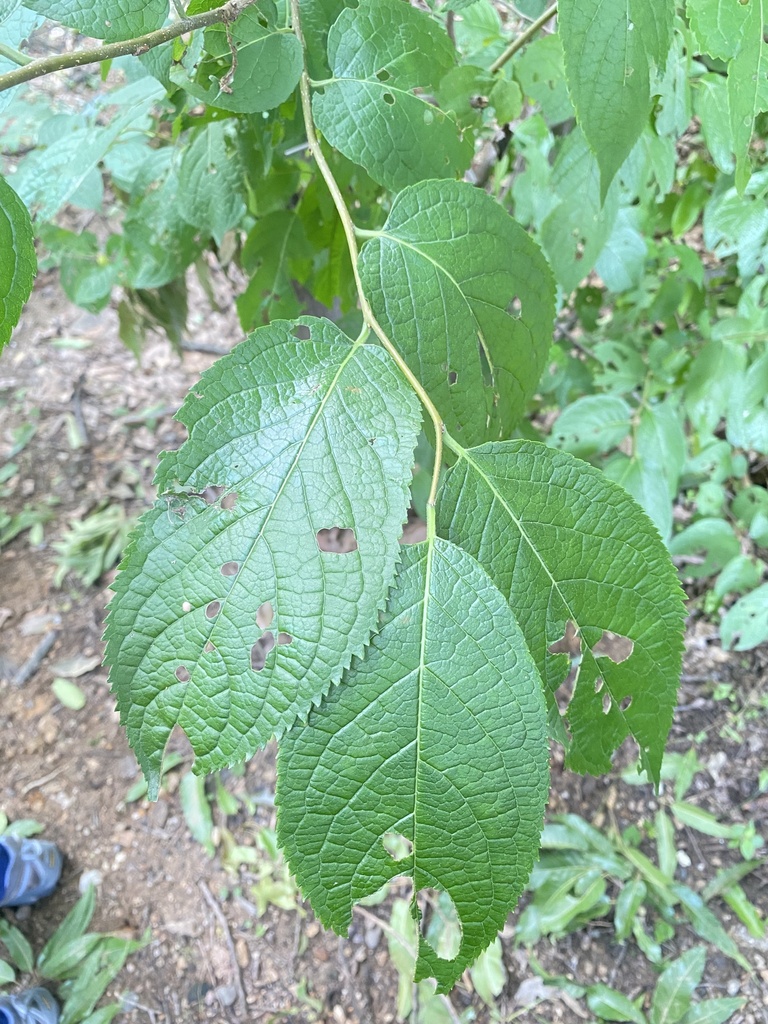 Gutta-percha Tree in July 2024 by 닥히 · iNaturalist