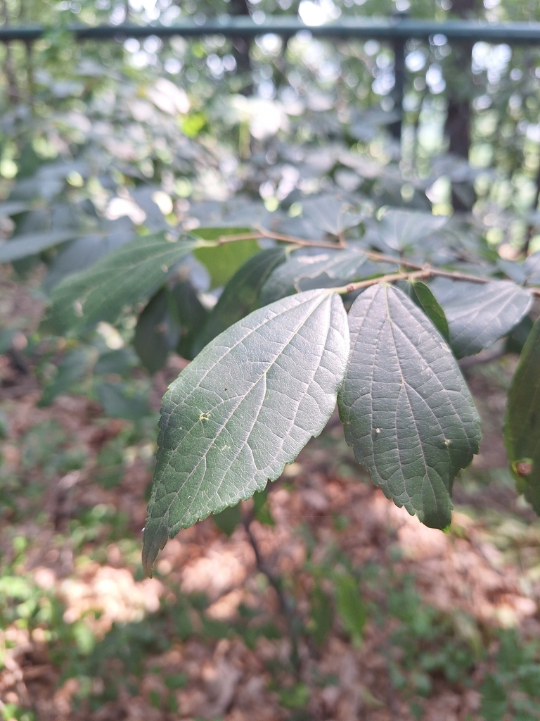 Japanese hackberry from 대한민국 충청북도 청주시 흥덕구 직지대로 713 on July 13, 2024 at ...