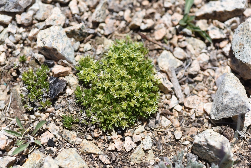 chickweeds from Malchin, Uvs, Mongolia on May 31, 2024 at 02:13 PM by ...