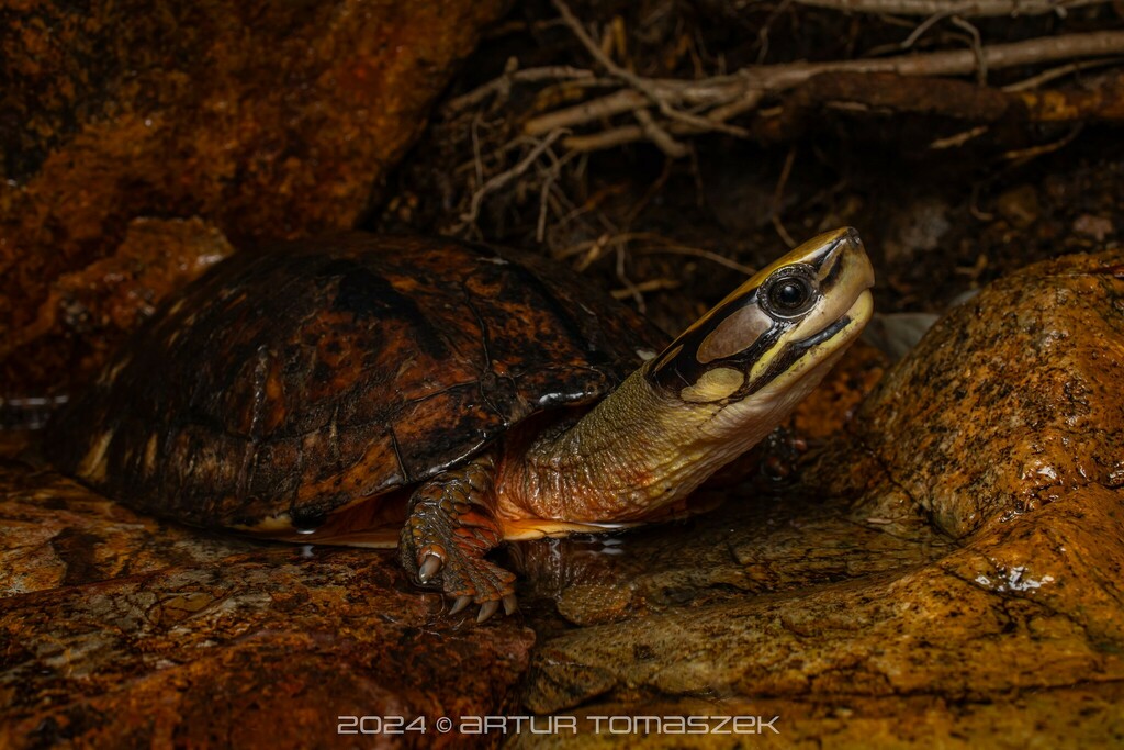 Chinese Three-striped Box Turtle in March 2024 by Artur Tomaszek ...