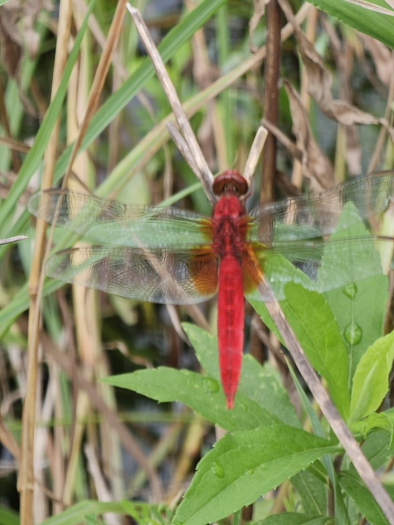 Scarlet Skimmer from 1895-1 Susuki, Makinohara, Shizuoka 421-0524 ...