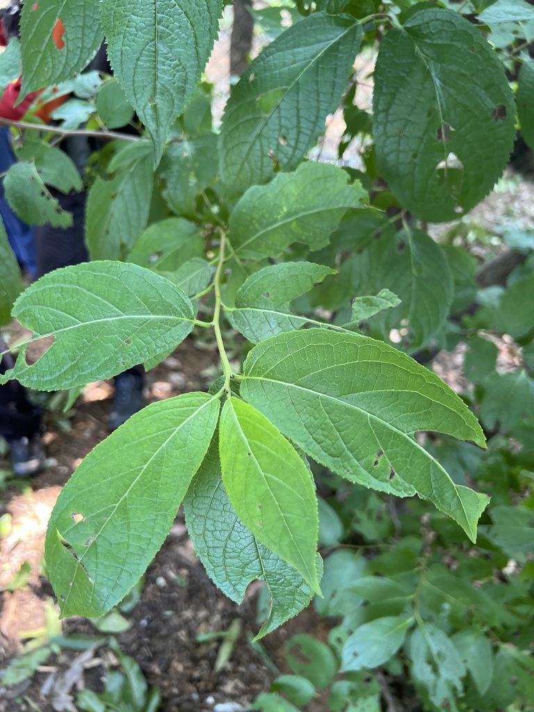 Gutta-percha Tree in July 2024 by mehyun lee · iNaturalist