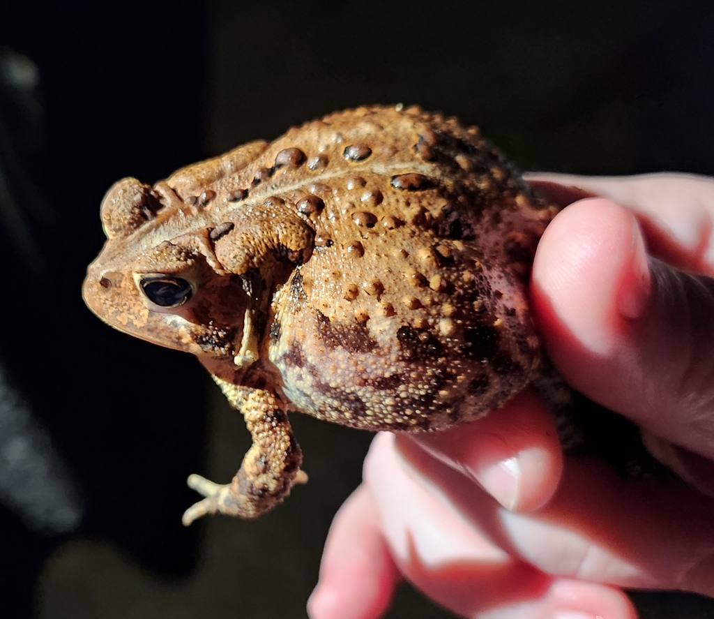 American Toad from Parkwood, Durham, NC 27713, USA on July 12, 2024 at ...