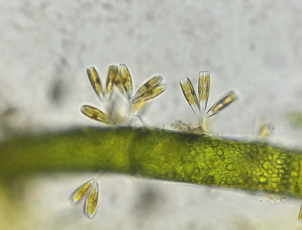 Gomphonema from Río de Oro, Cesar, Colombia on July 12, 2024 at 09:57 ...