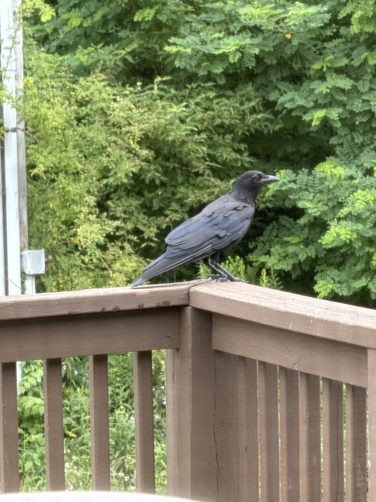 American Crow from Cuyahoga Valley National Park, Peninsula, OH, US on ...