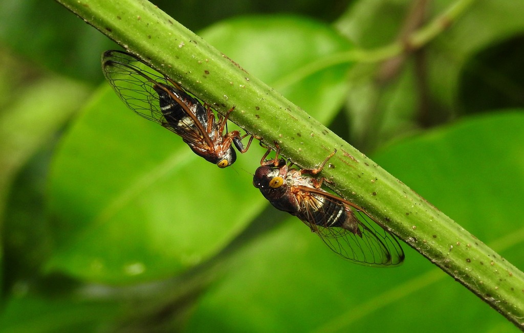Lemuriana apicalis from CEC BNHS, Goregaon, Mumbai, Maharashtra, India ...