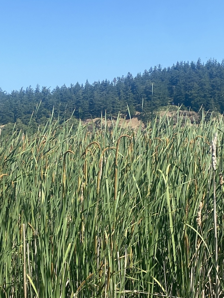 Cattails from Fir Island, Mount Vernon, WA, US on July 12, 2024 at 11: ...