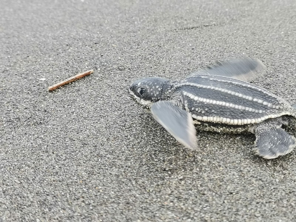 Leatherback Sea Turtle in July 2024 by Dayanna Sánchez · iNaturalist