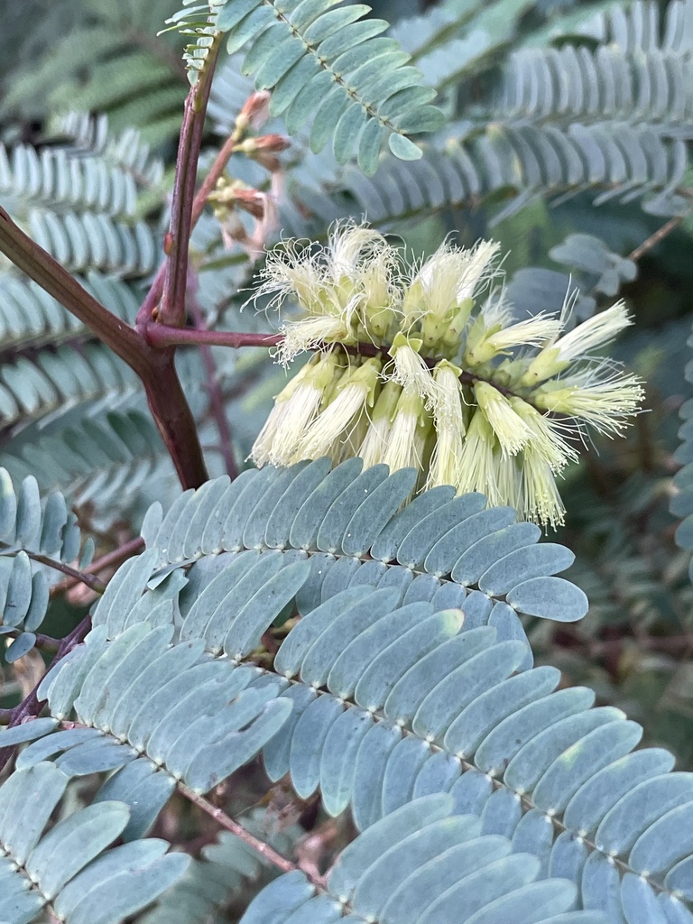 Plume Albizia from Dingley Bypass, Heatherton, VIC, AU on July 13, 2024 ...