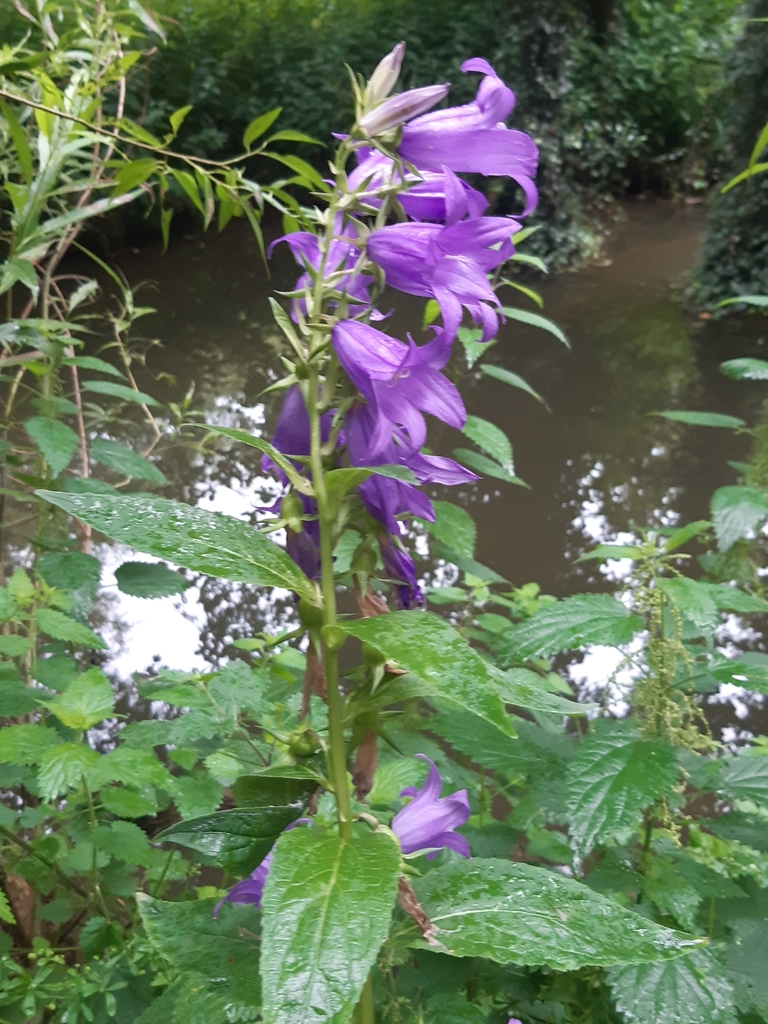 Giant Bellflower from Warwickshire, England, GB on July 13, 2024 at 07: ...