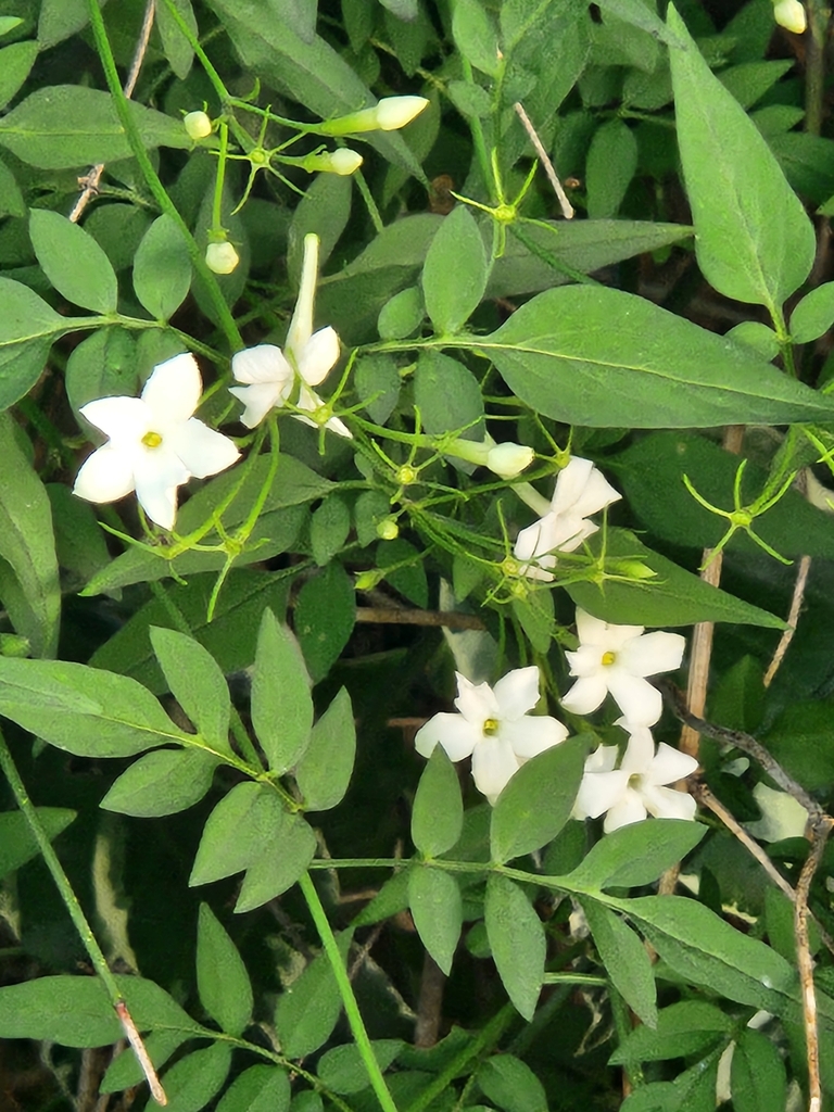 Common Jasmine from Mitre Copse, Eastleigh SO50 8ND, UK on July 13 ...