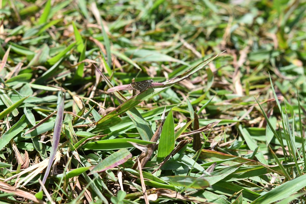 Common Grass-dart from 香港果洲群島7953+44 on July 13, 2024 at 12:00 PM by ...